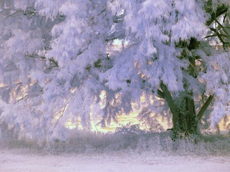 Mastering Infrared Photography: Expert Tips and Tricks - Photo Video Mag